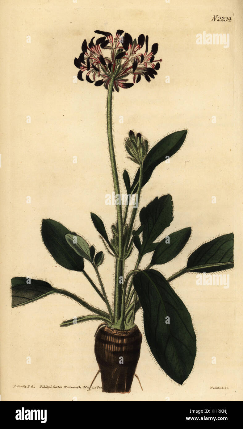 Geranium species, Pelargonium dioicum. Handcoloured copperplate ...