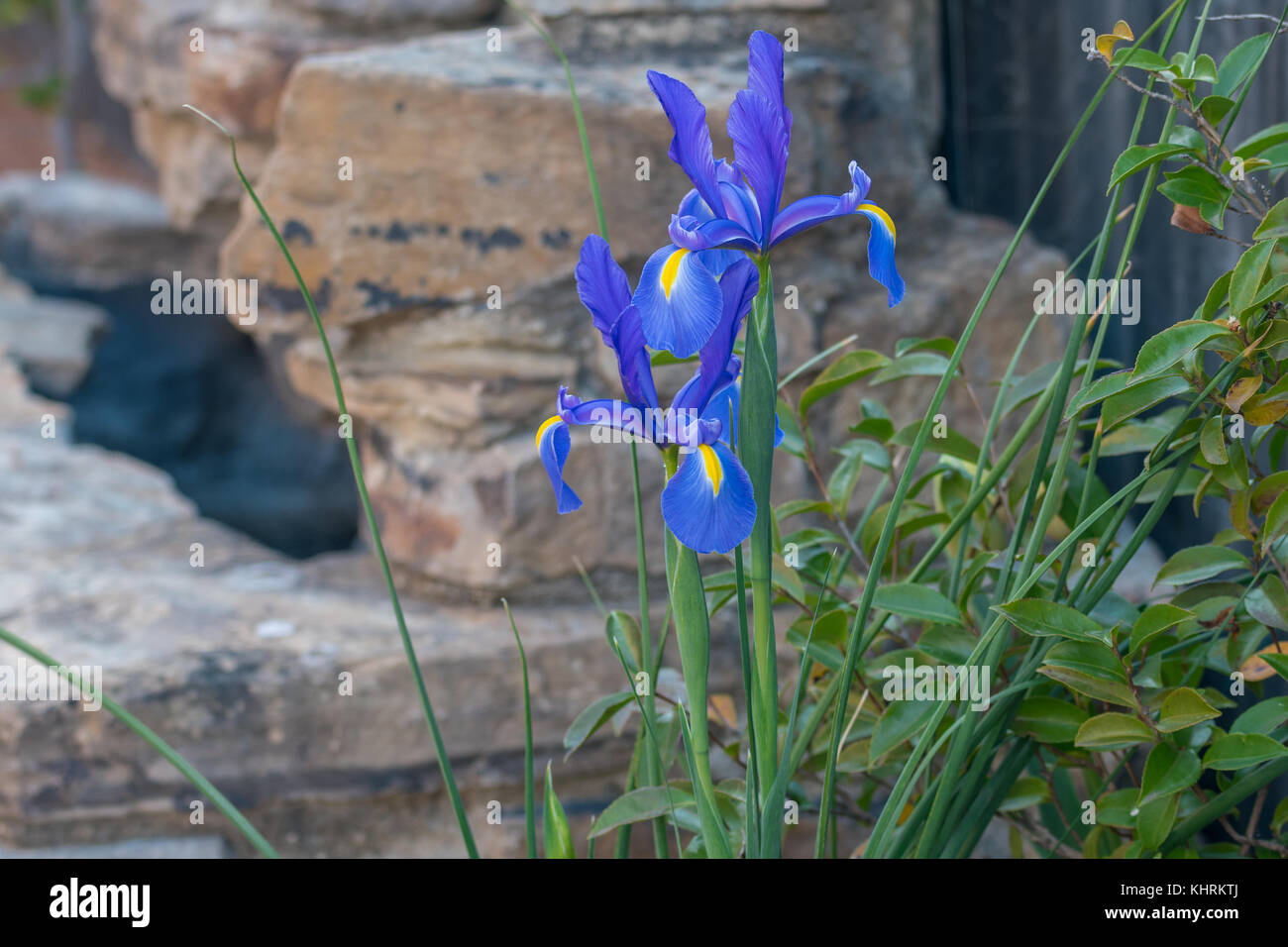 Stunning blue iris flowers in full bloom against the background of a ...