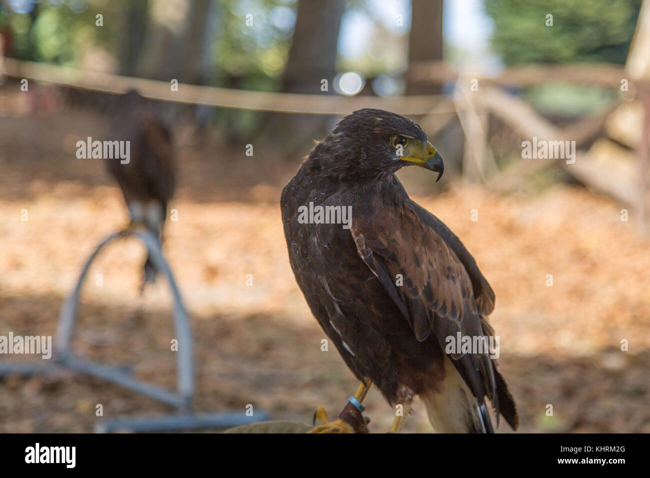 Brown Falcon: the fastest animals in the world Stock Photo - Alamy