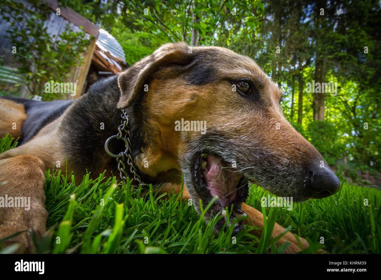 Bitch in the crush of a pig's ear, while the mixed breed dog lying on ...
