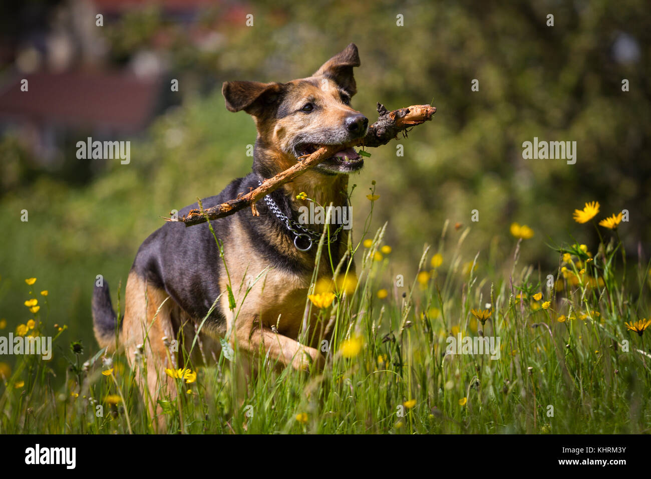 Mixed breed dog when retrieving a stick, while she runs uphill on a ...