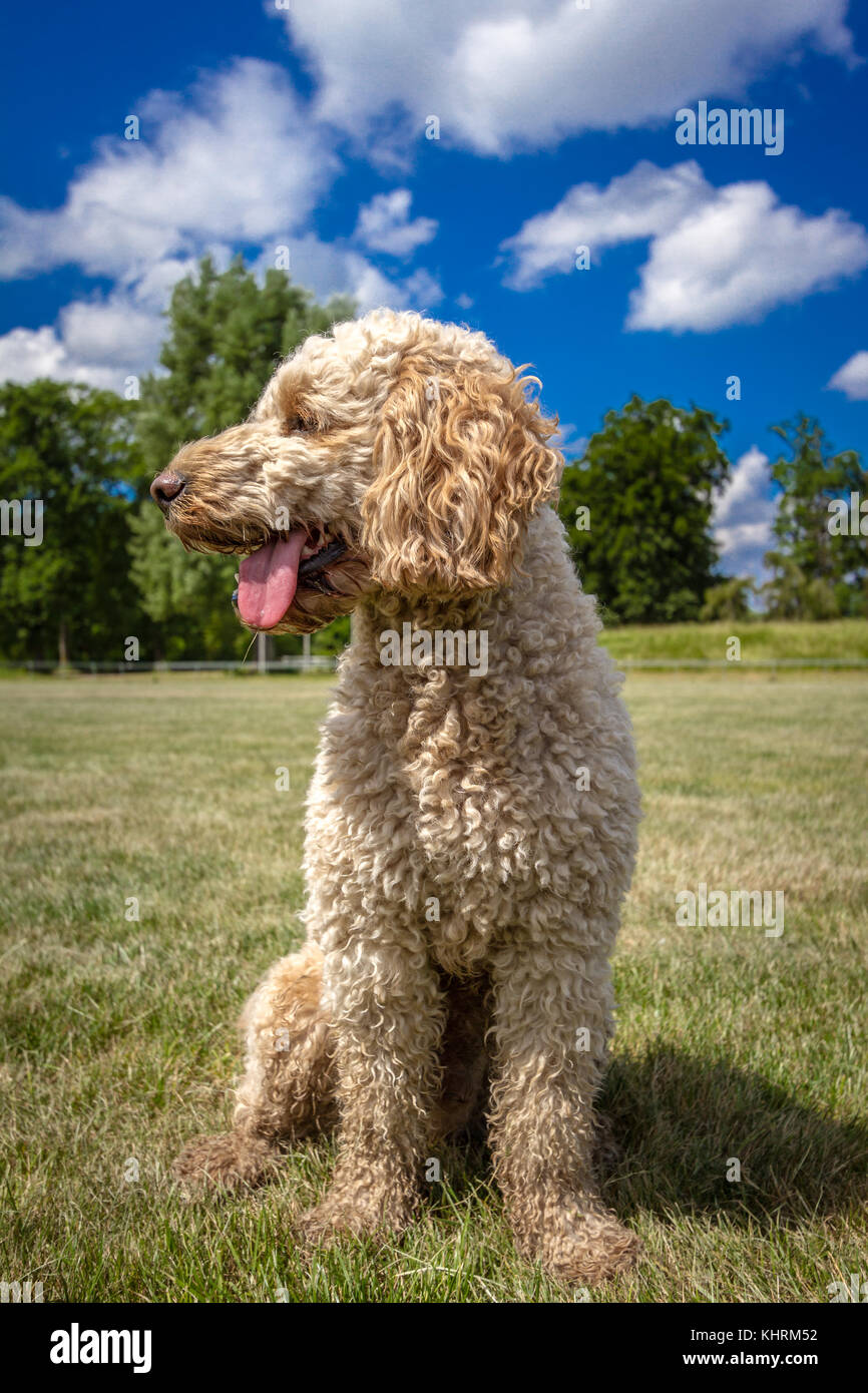 A Labradoodle sits obediently against a beautiful background and ...
