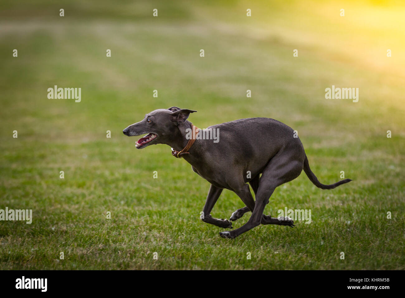 An Italian Greyhound in his element, the dog runs once cross through ...