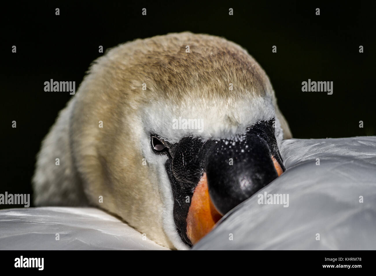 A swan resting, looking around. Close-up of a swan just before he ...