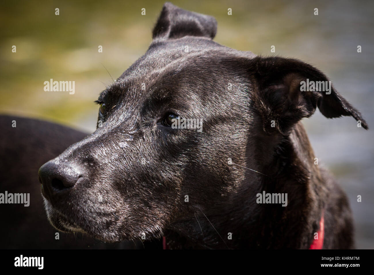 Black mixed breed dog with Labrador roots, looks out of the picture ...