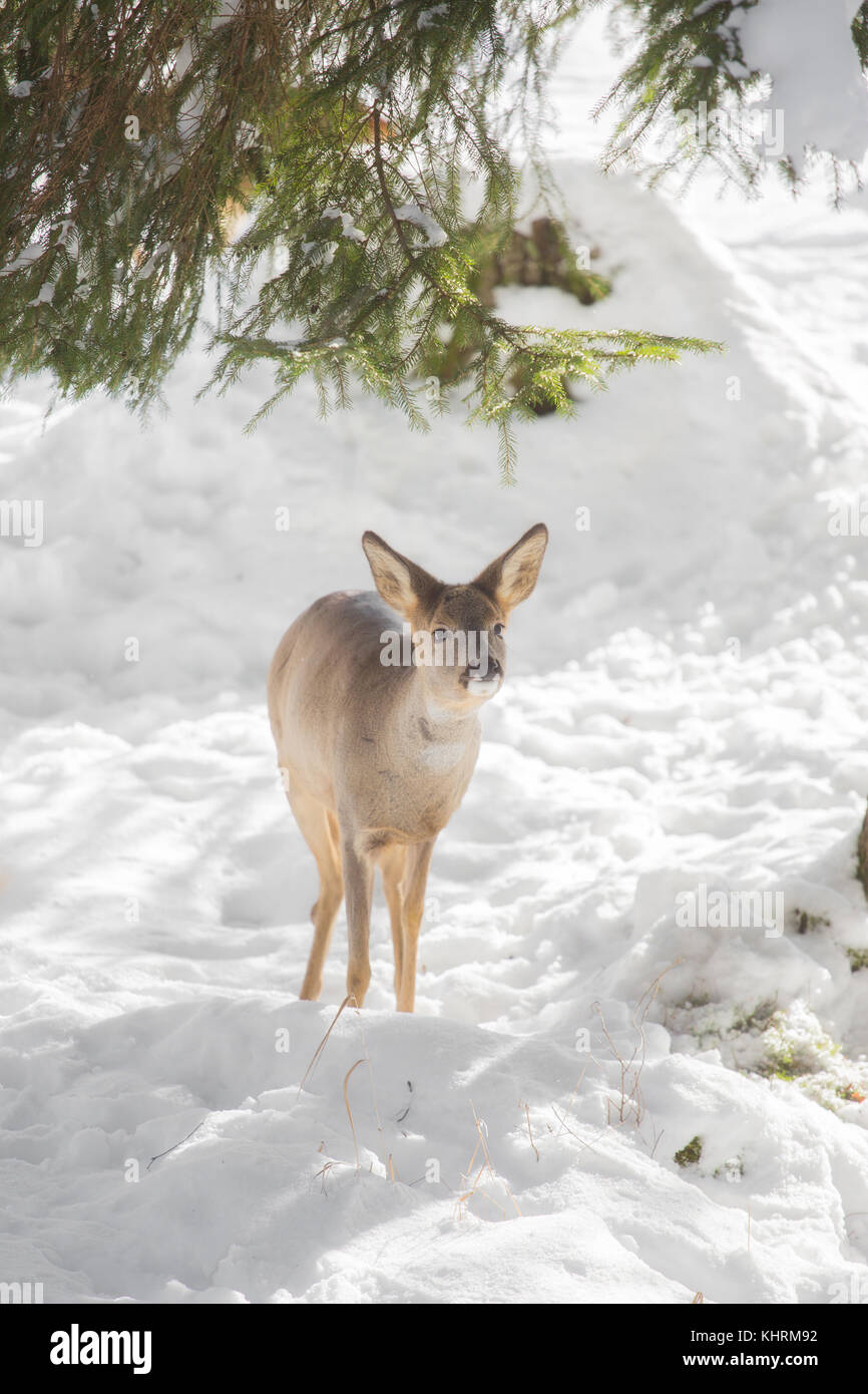 Jump of deer hi-res stock photography and images - Alamy