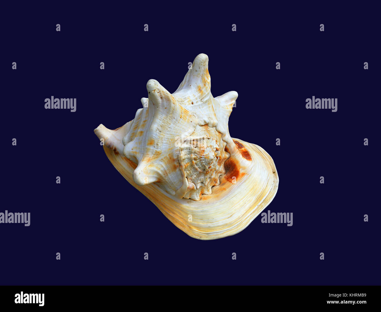 Indo pacific shells hi-res stock photography and images - Alamy