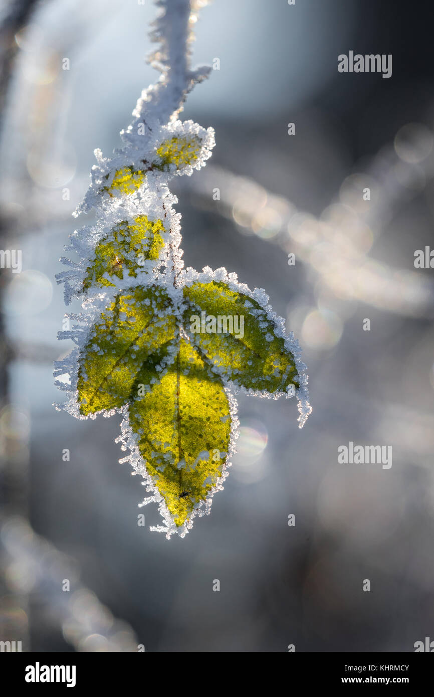 Rosehip leaf hi-res stock photography and images - Alamy