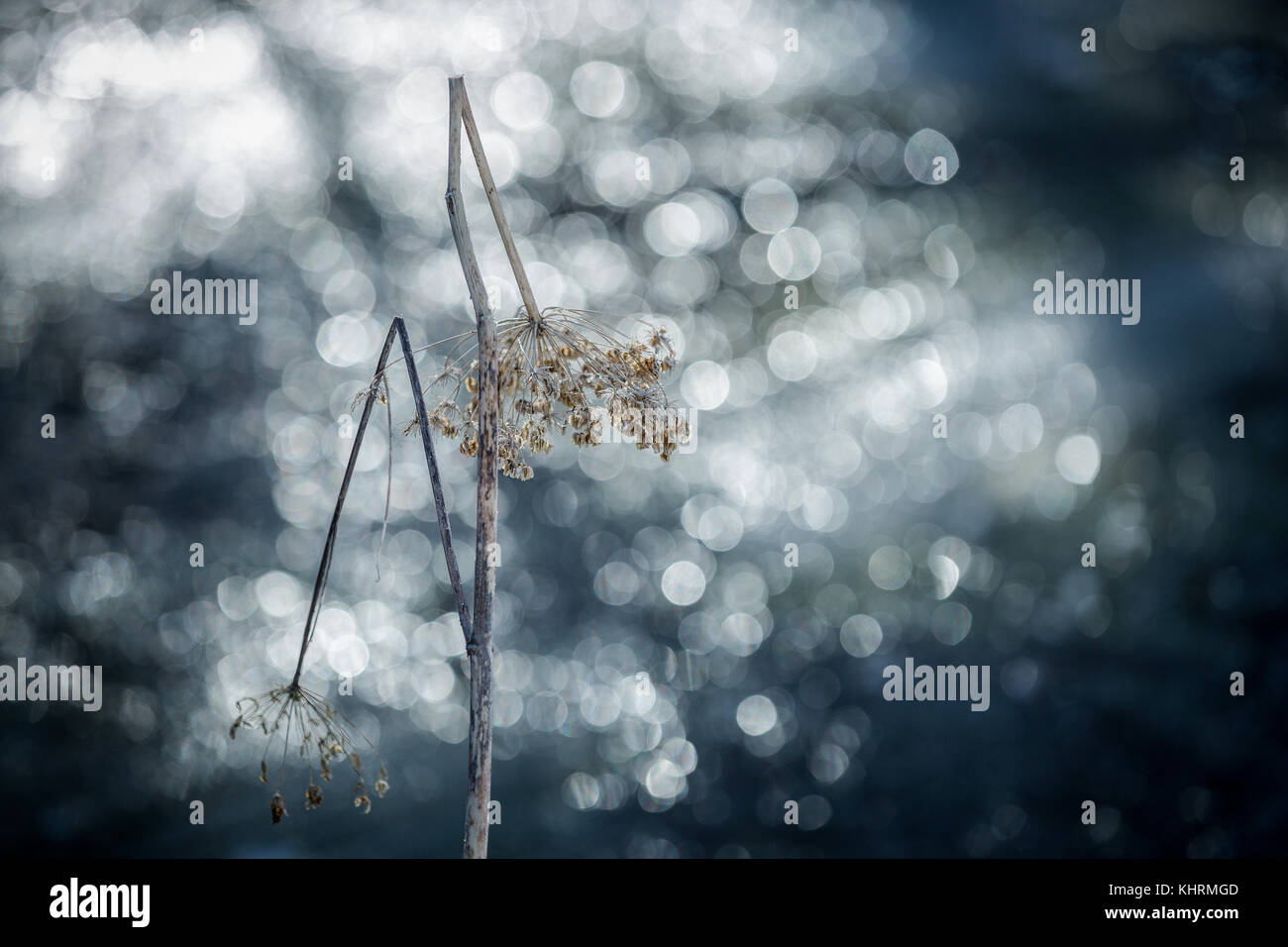 Spotted Hemlock High Resolution Stock Photography and Images - Alamy