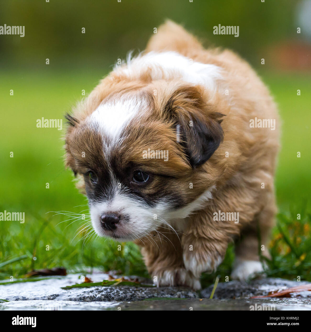 Puppy exploring the garden hi-res stock photography and images - Alamy