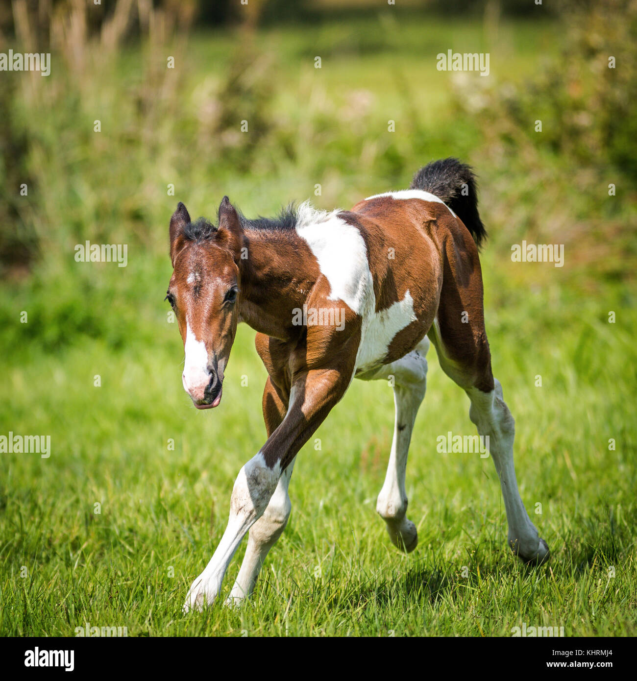 Little foal in the wild romp in the paddock Stock Photo - Alamy