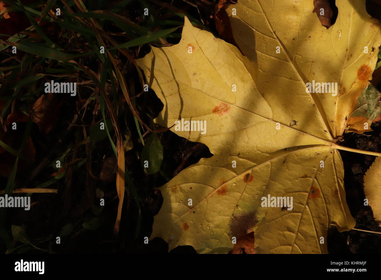 Maple leaf forest hi-res stock photography and images - Alamy