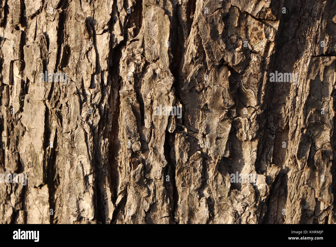 Bark of tree texture. Natural forest background Stock Photo - Alamy
