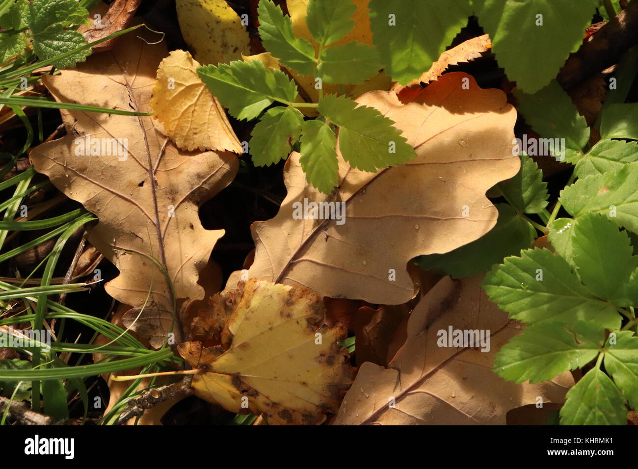 Dry leaves with first springs. Forest autumn background Stock Photo - Alamy