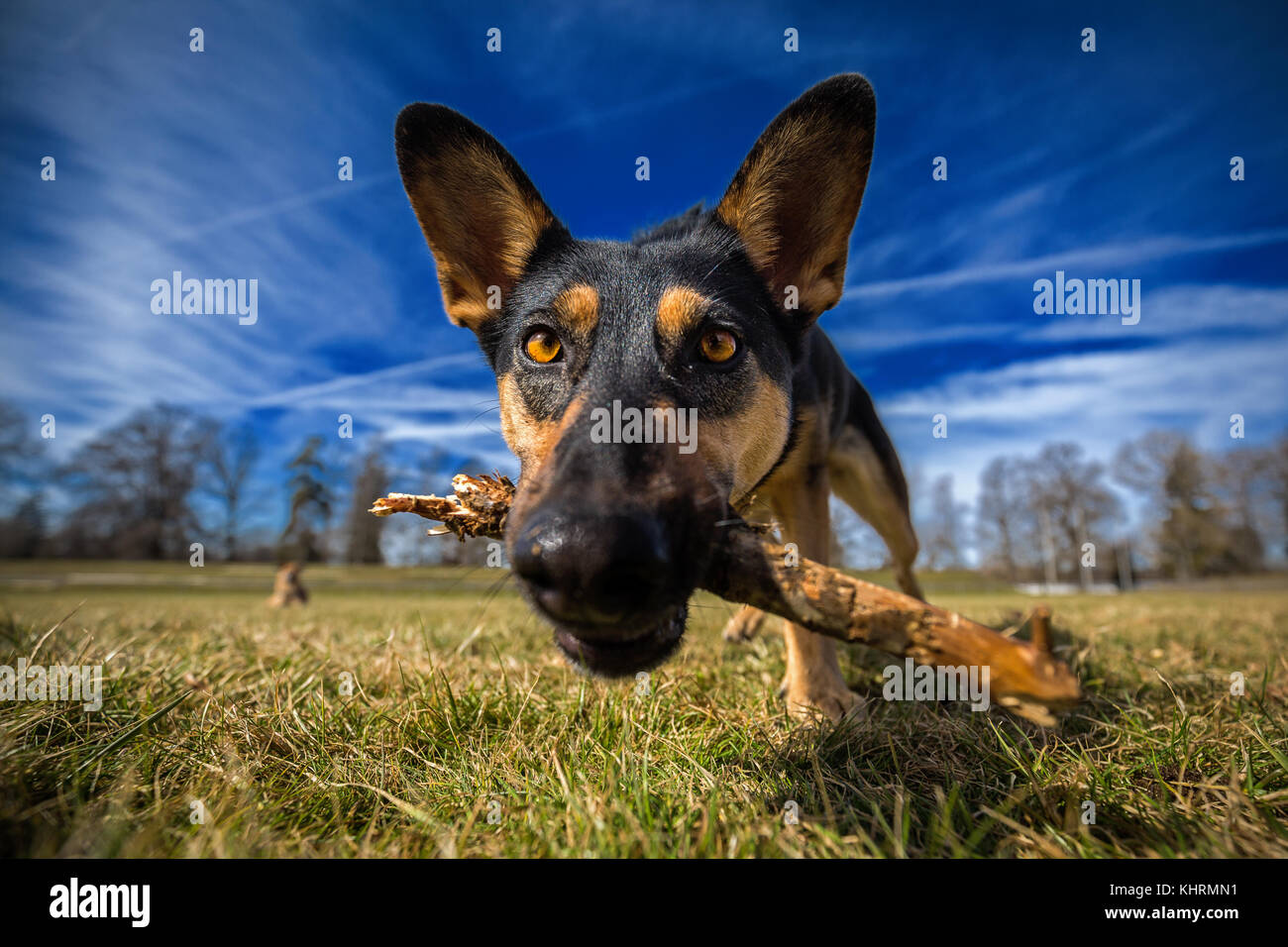 Curious dog with stick in his mouth, in a close up Stock Photo - Alamy