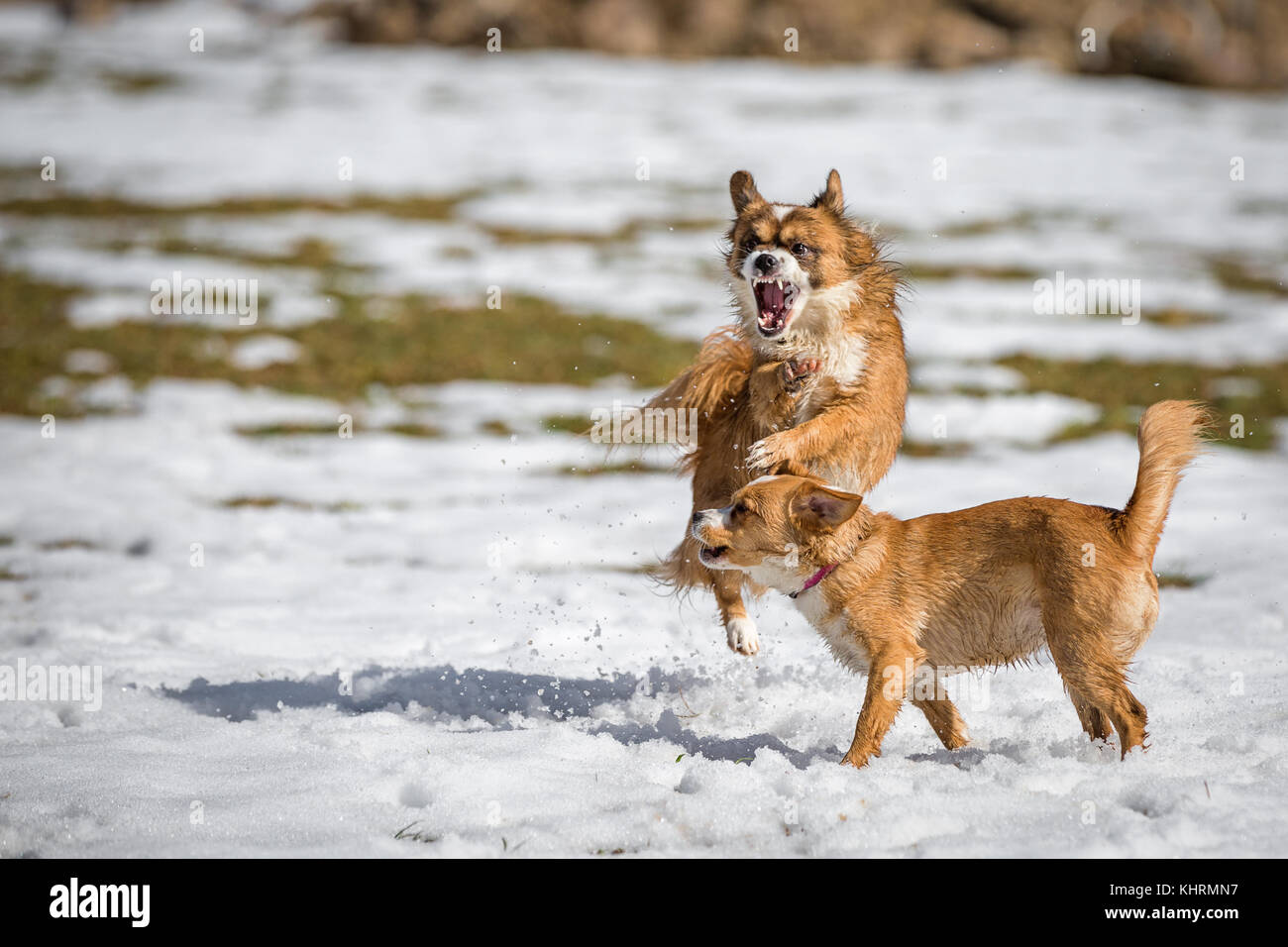 Two Young mongrel dogs at play in the snow Stock Photo - Alamy