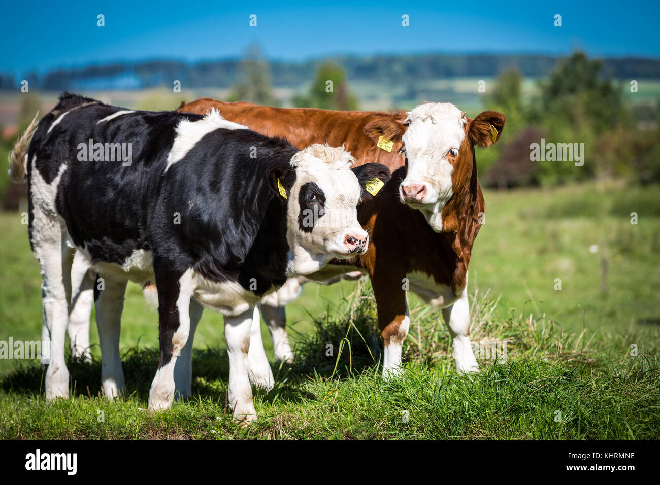 Two young calves are common in the pasture Stock Photo - Alamy