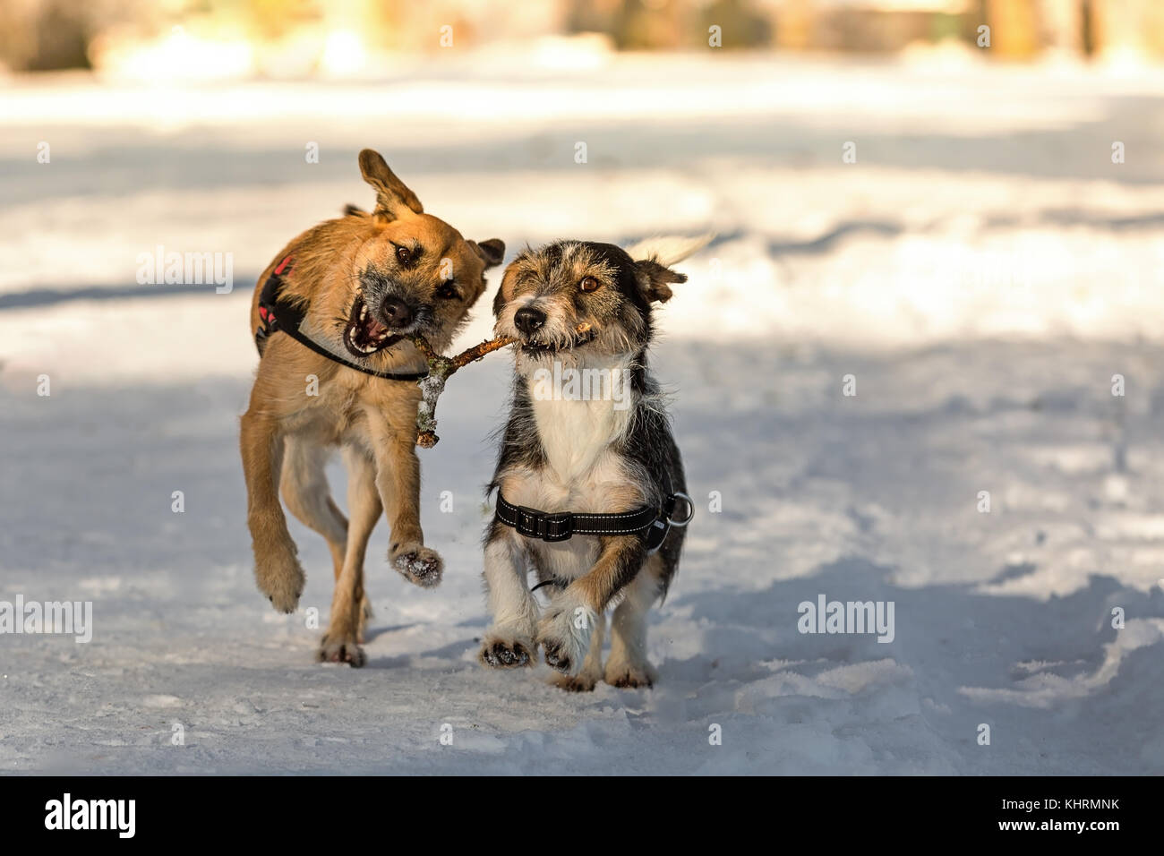 Two dogs running through the snow with a branch in its mouth that looks ...