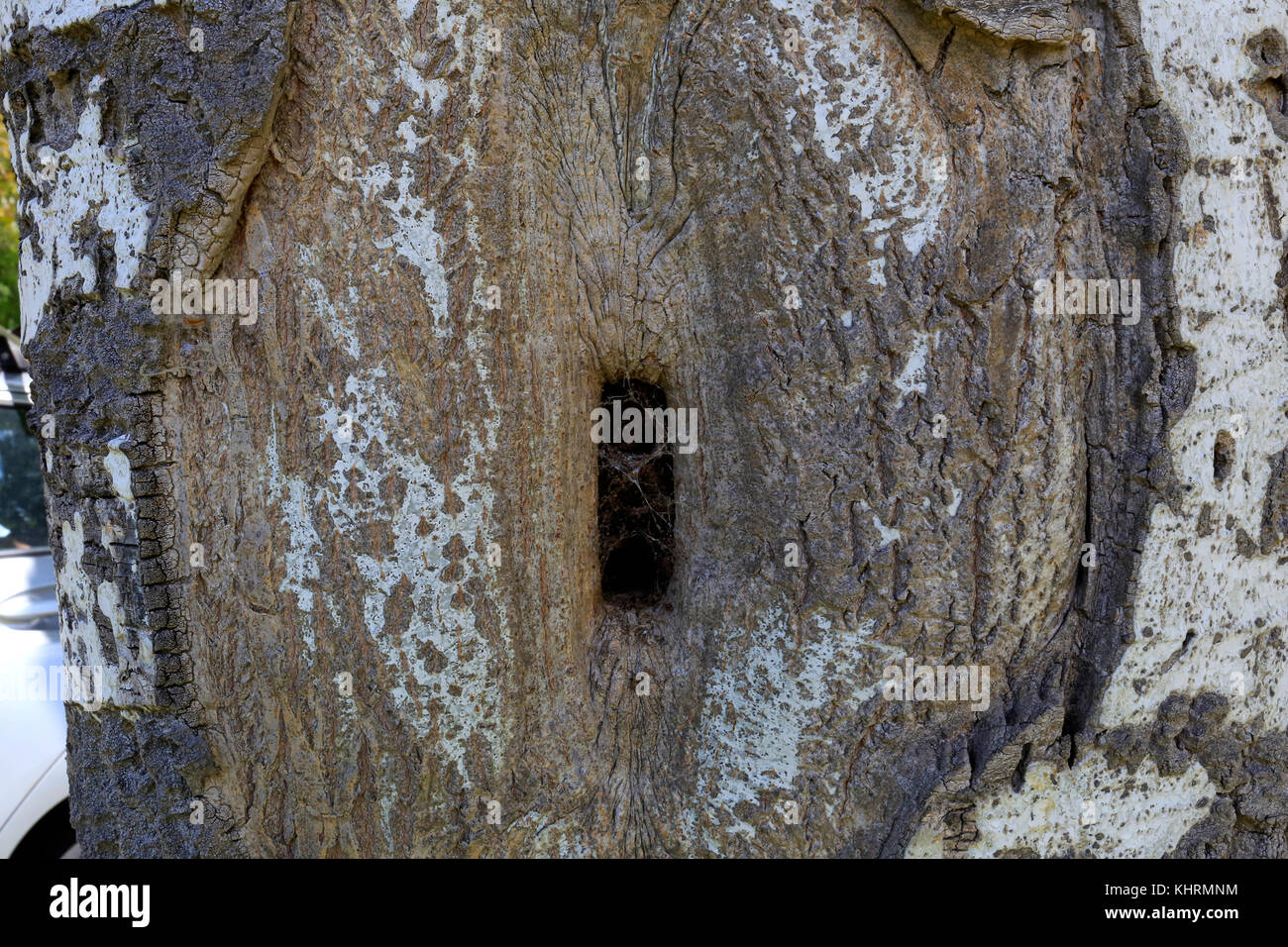 The faraway tree hi-res stock photography and images - Alamy