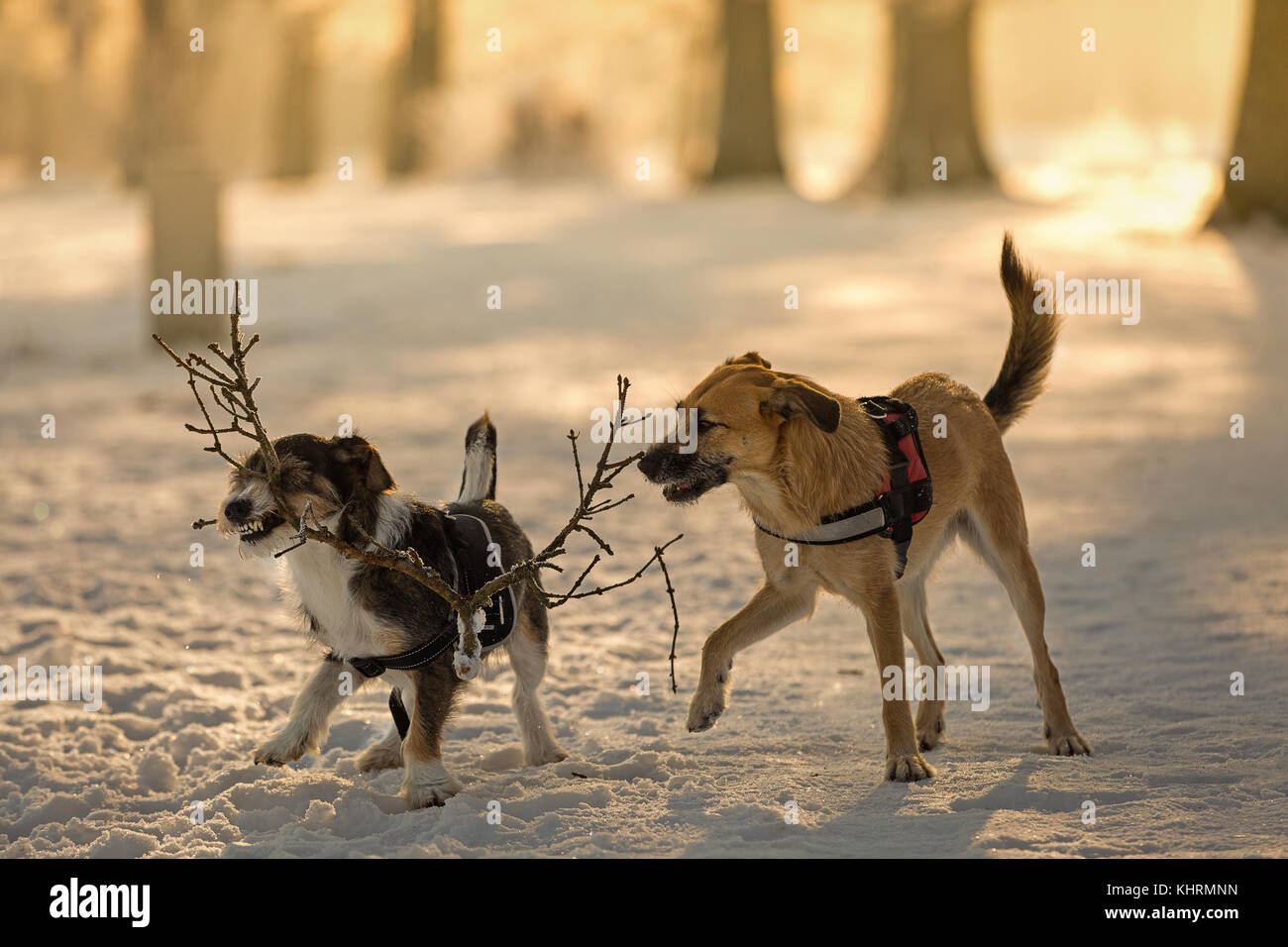 Two mixed breed dogs playing in the sun with a branch in the snow Stock ...