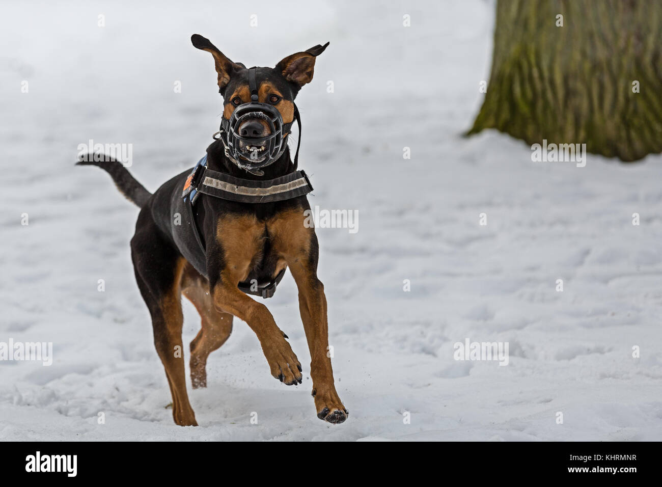 A Doberman with muzzle runs through the snow Stock Photo - Alamy