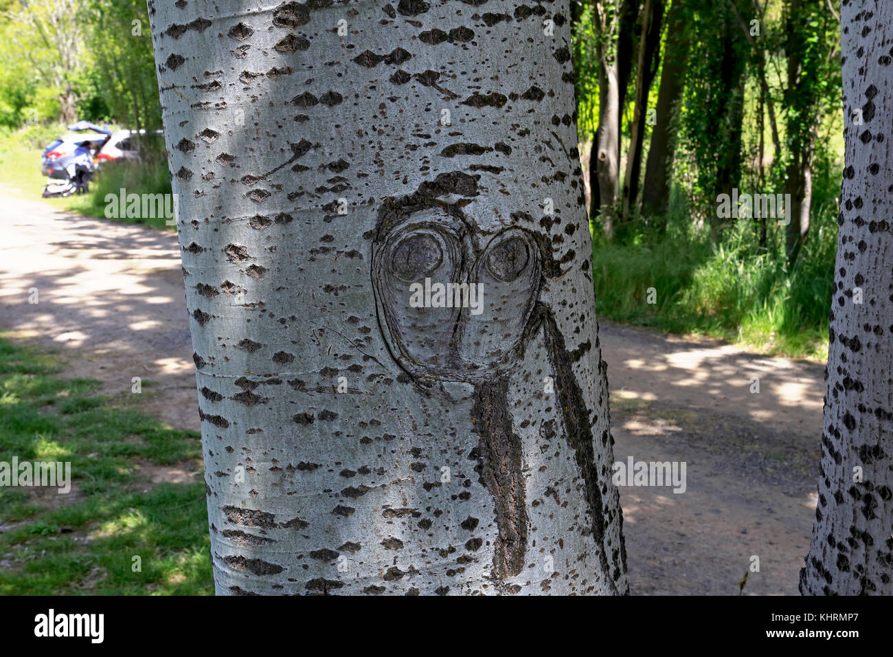 Bark of a silver Birch tree shaped like a face? or an owl Stock Photo ...