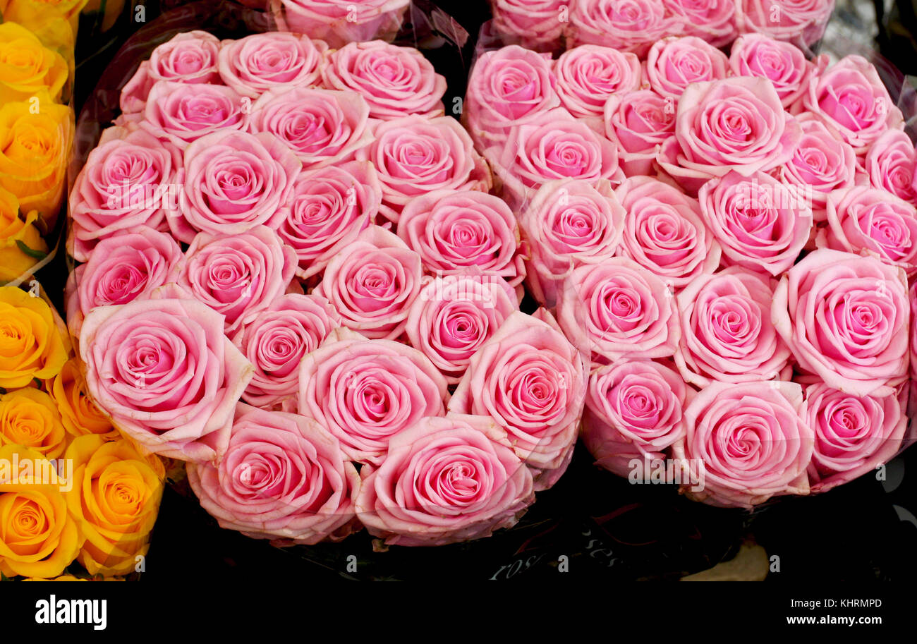 Bunches of pink roses hi-res stock photography and images - Alamy