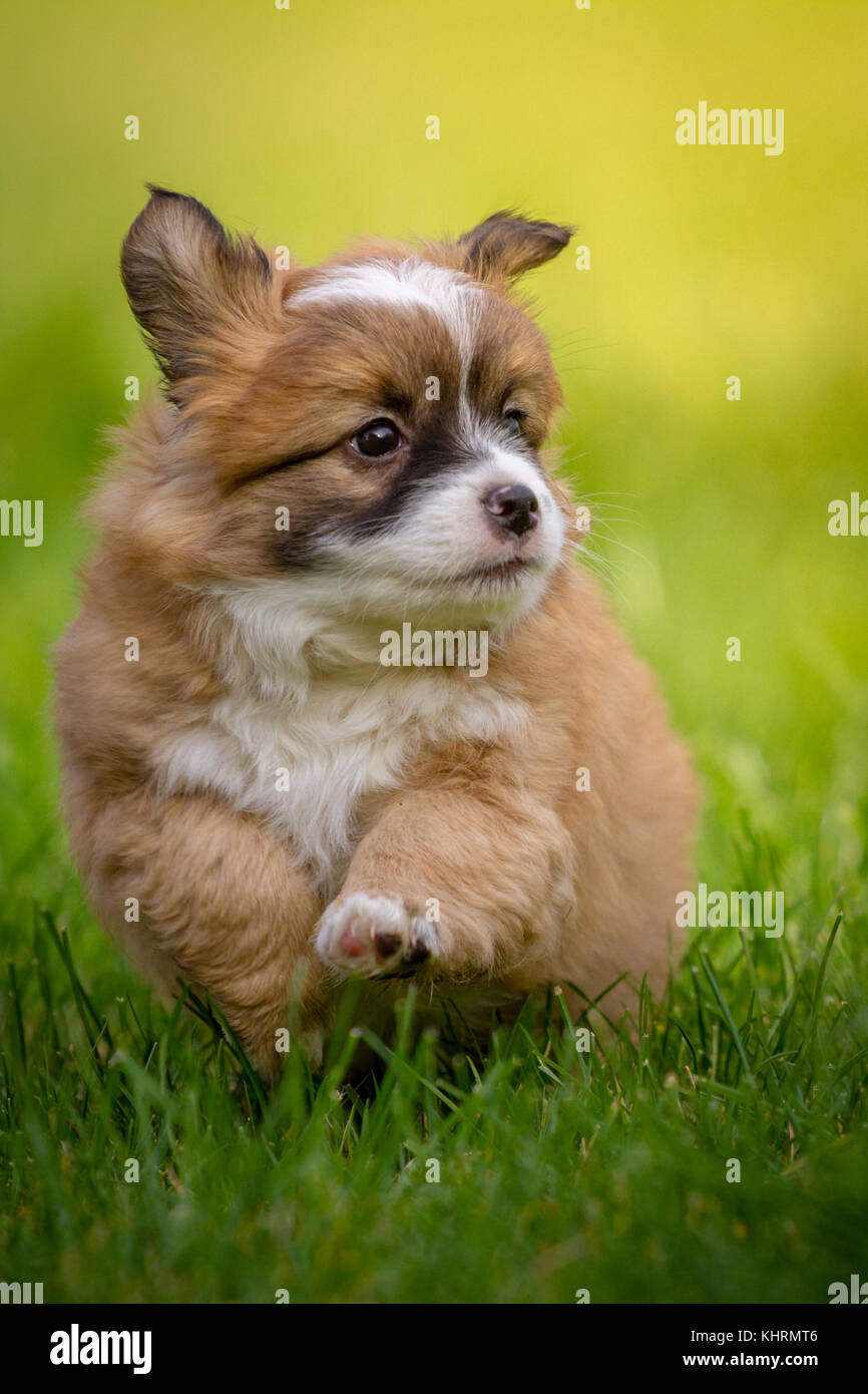 Young puppies hi-res stock photography and images - Alamy