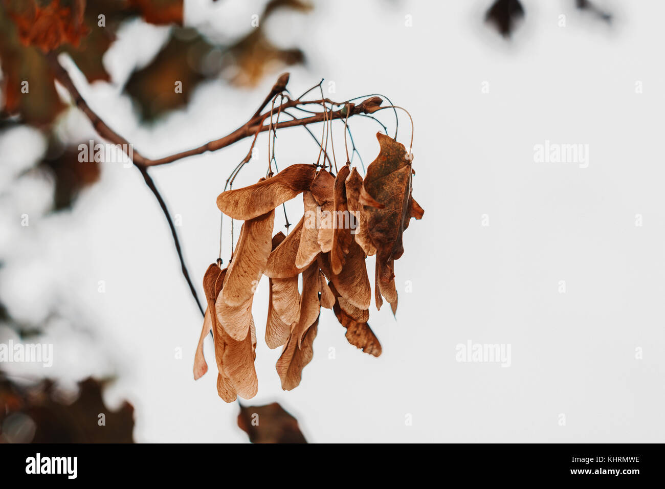 Close-Up Of Autumn Leaves Hanging From Branch Of Tree Stock Photo - Alamy