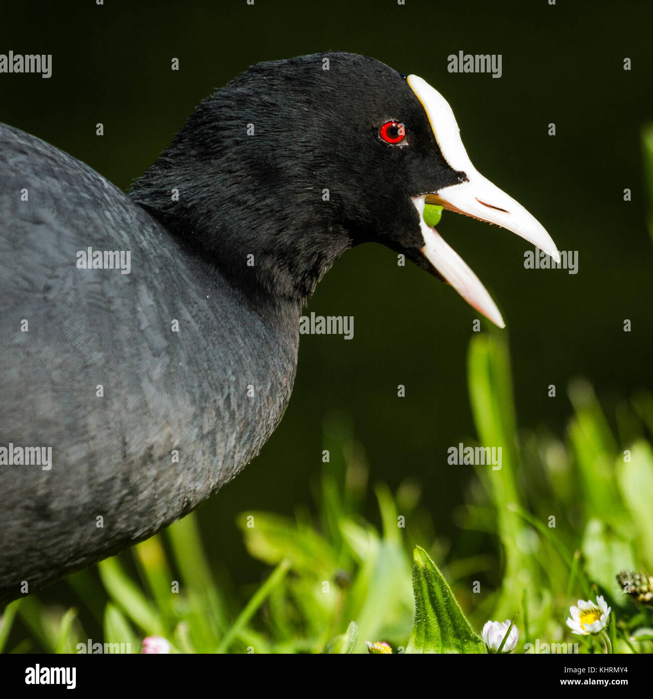 A coot or moorhen designated waterfowl eating Stock Photo - Alamy