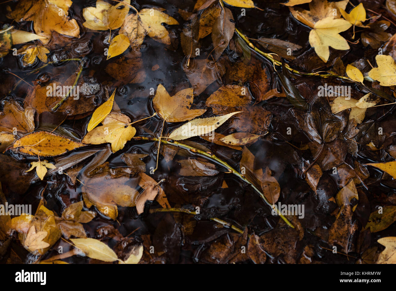 Autumn Leaves In Puddle Of Water Stock Photo - Alamy