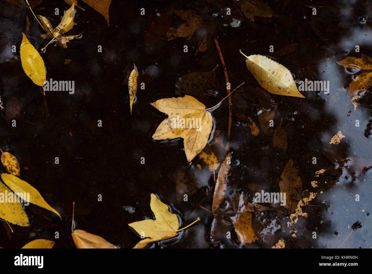 Autumn Leaves In Puddle Of Water Stock Photo - Alamy