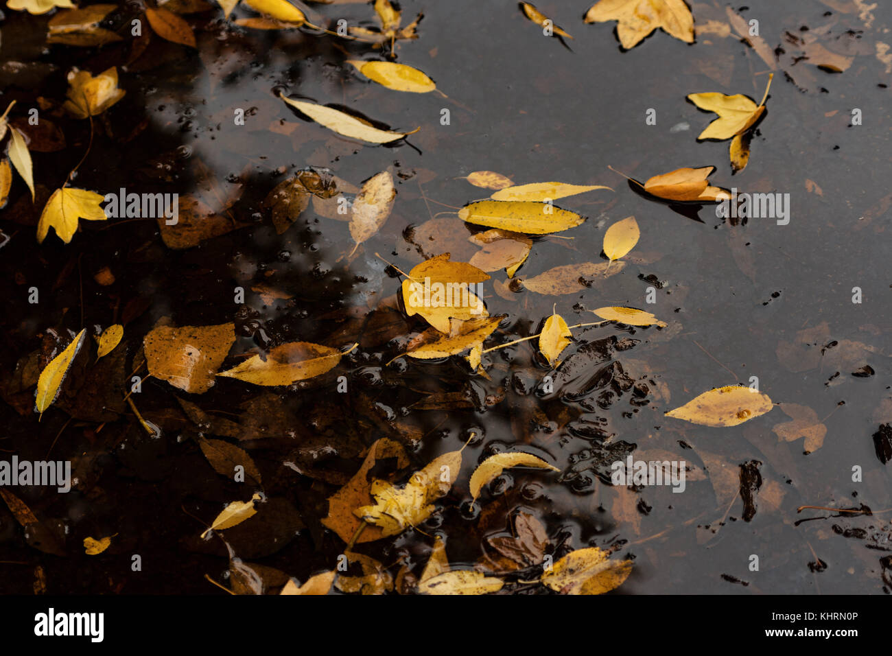 Autumn Leaves In Puddle Of Water Stock Photo - Alamy