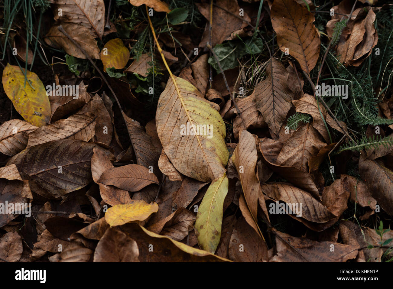 Autumn Leaves On The Ground Stock Photo - Alamy