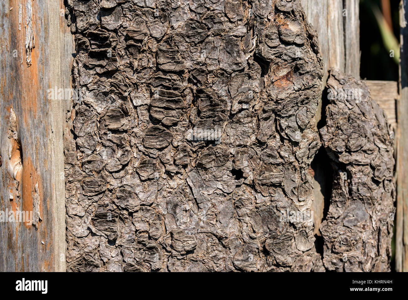 Intricate tree structure hi-res stock photography and images - Alamy