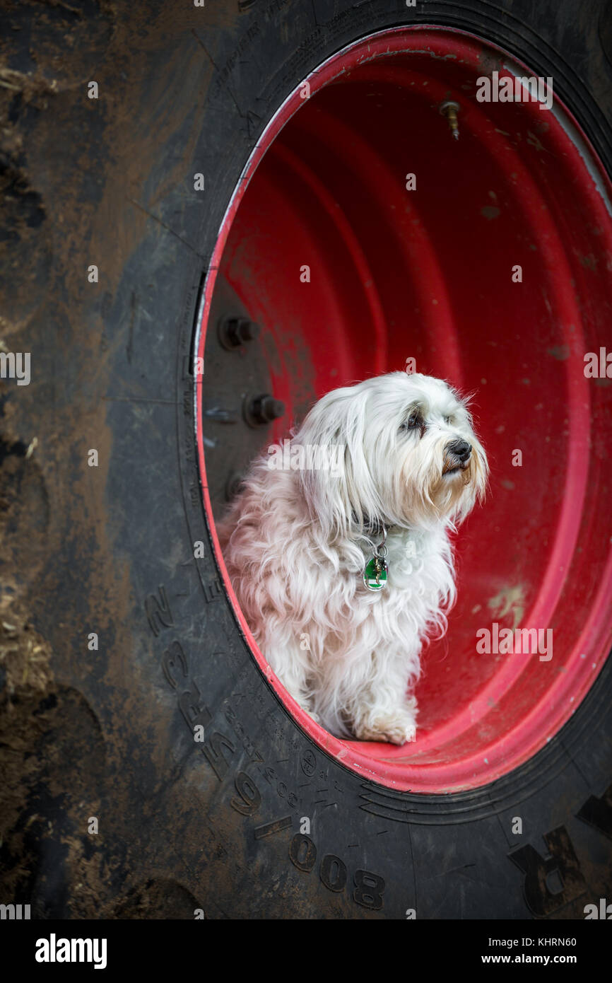A small white dog sitting in the rim of a large agricultural machine ...