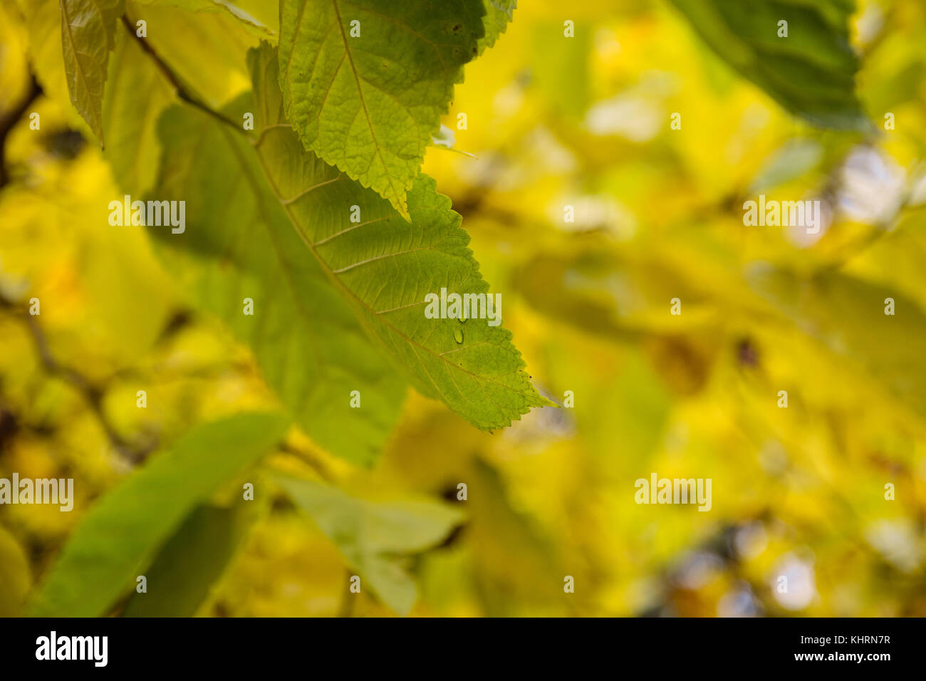 Close-Up Of Autumn Leaves Hanging From Branch Of Tree Stock Photo - Alamy