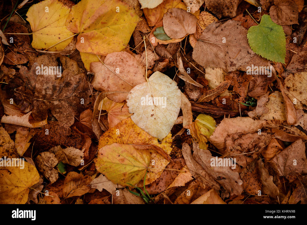 Autumn Leaves On The Ground Stock Photo - Alamy