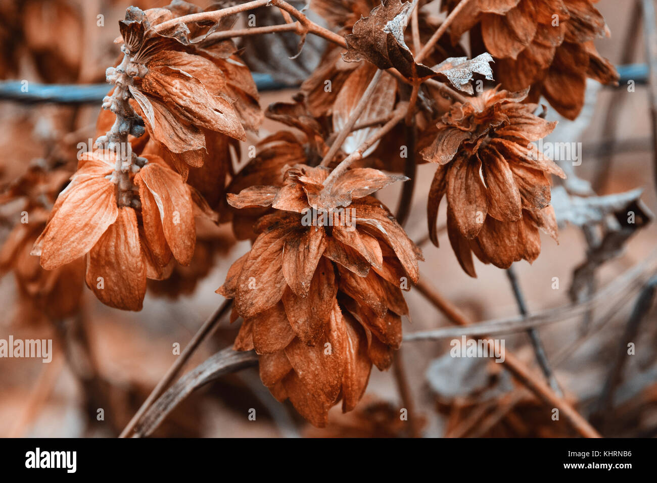 Close-Up Of Frozen Orange Bells Or Common Hop Or Humulus Lupus During ...