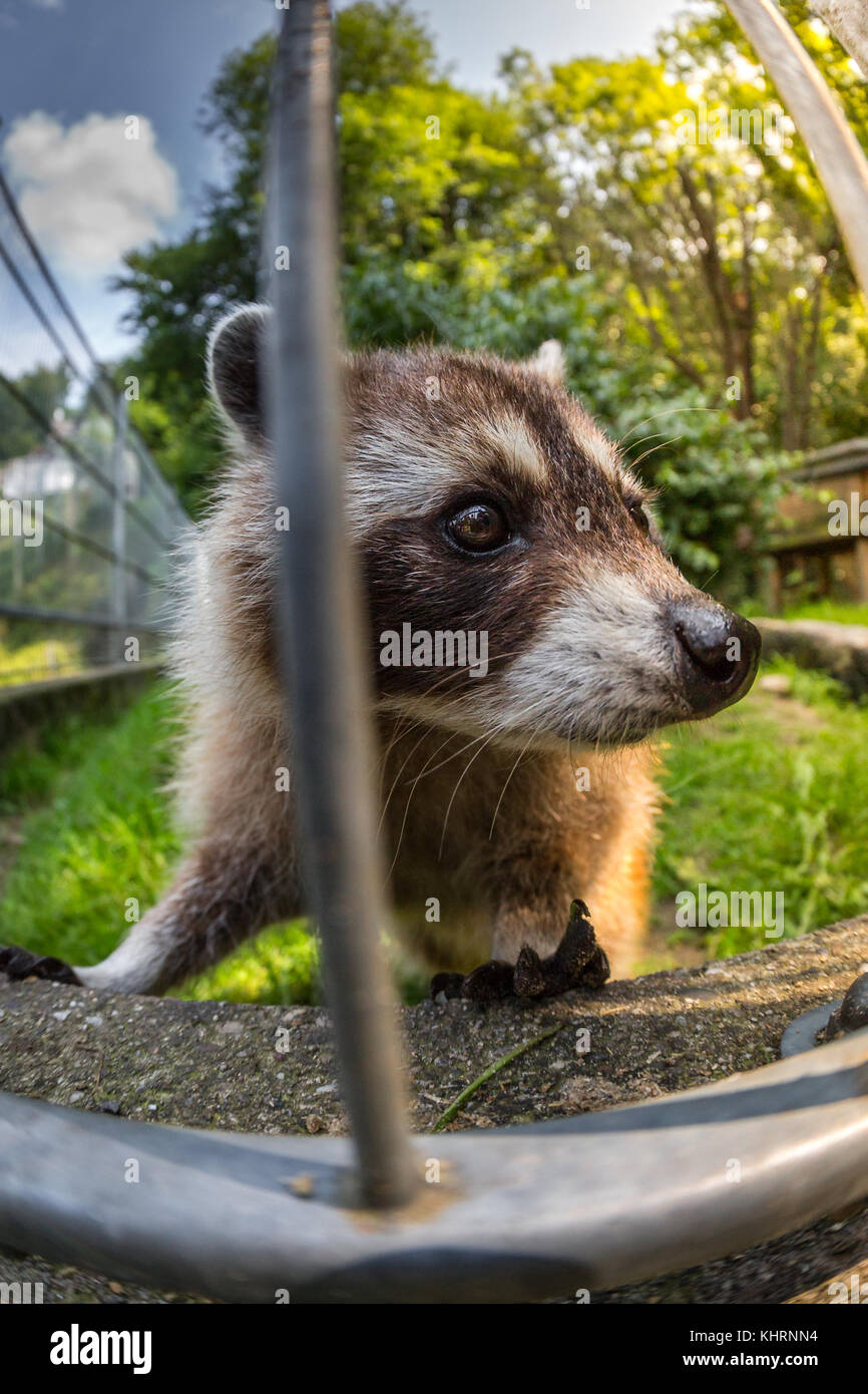 Fisheye lens animals hi-res stock photography and images - Alamy