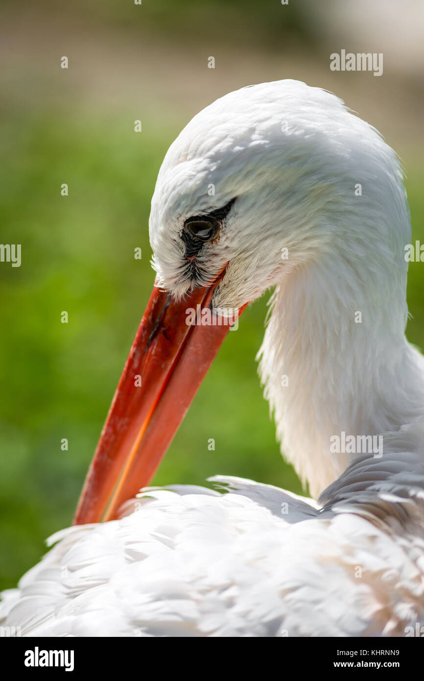 A stork recorded in close up when preening Stock Photo - Alamy