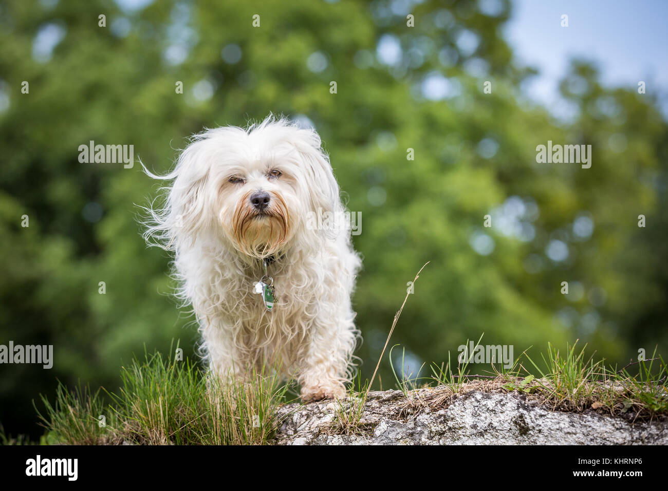 Small white Havanese standing on a stone and let the wind through fur ...