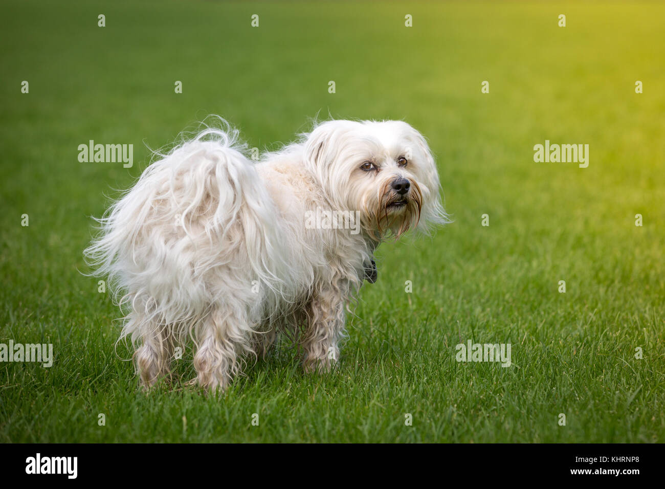 Small white dog peering over the shoulder to the photographer Stock ...