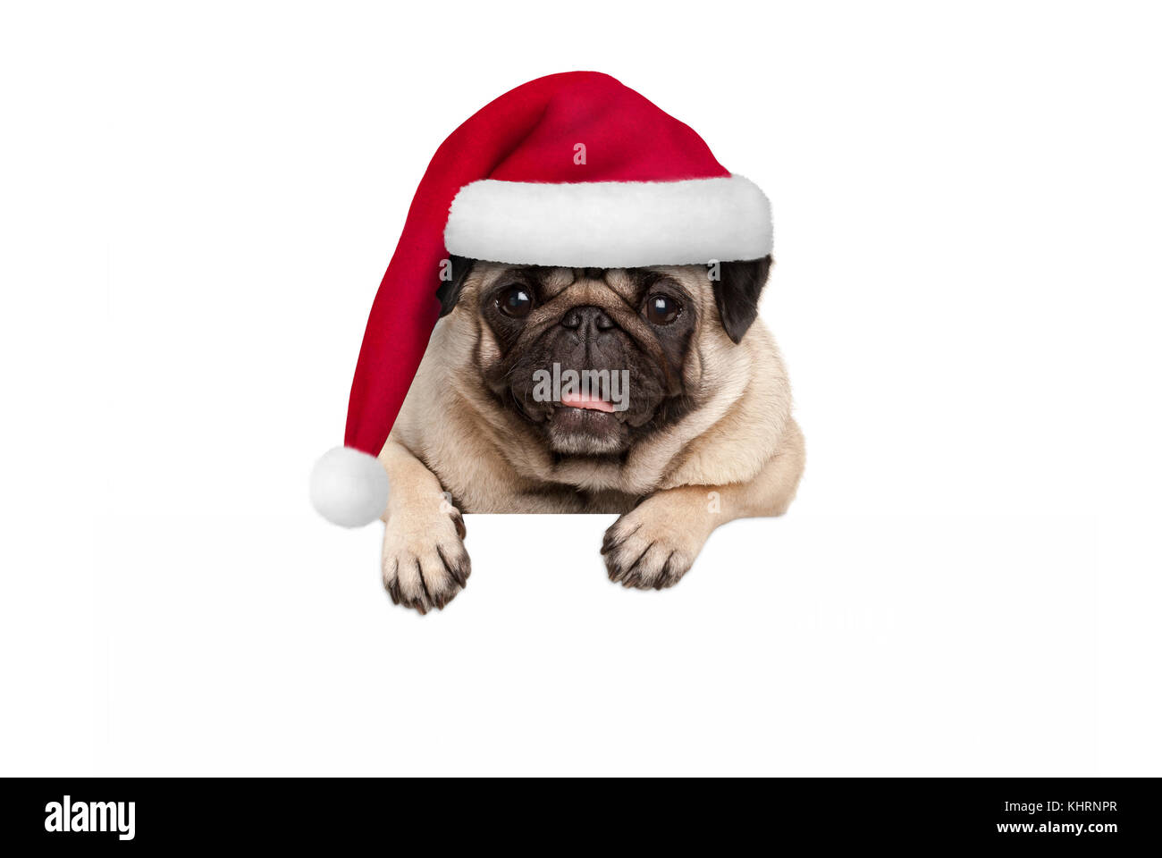 cute Christmas pug puppy dog wearing red santa hat hanging with paws on ...