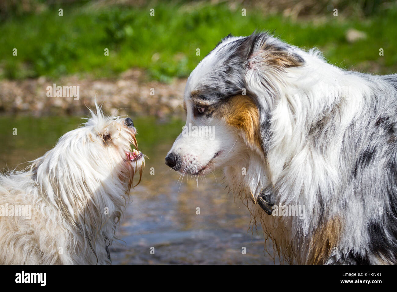 Australian shepherd barking High Resolution Stock Photography and ...