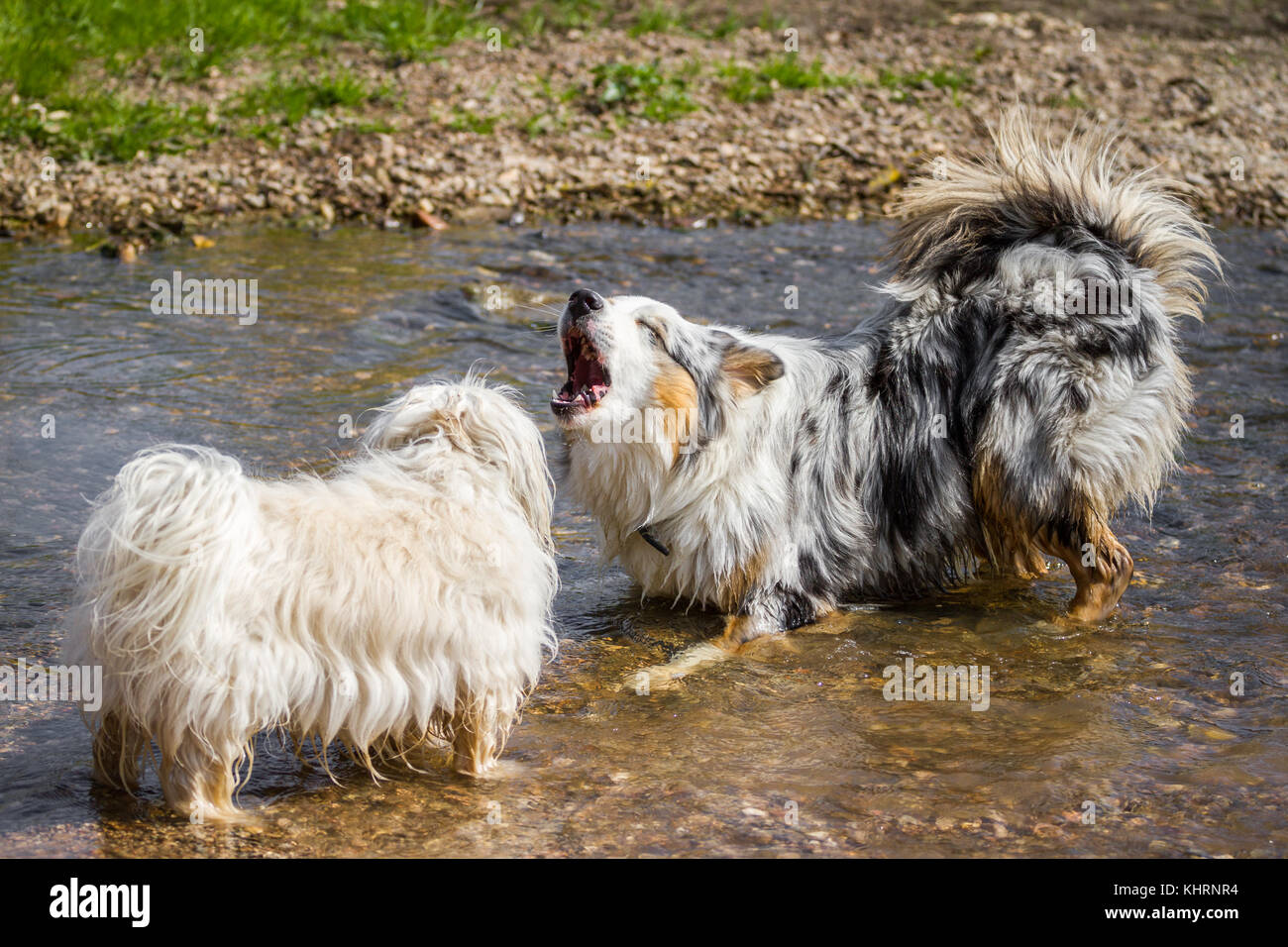 A Havanese and a Australian Shepherd barking at the water Stock Photo ...