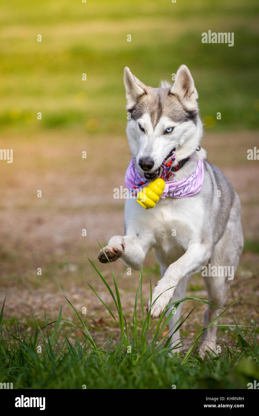 Husky lady retrieves her yellow toy Stock Photo - Alamy