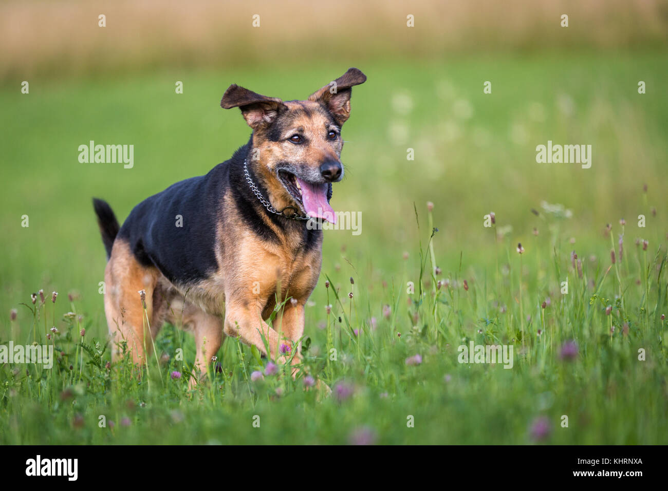 A mixed breed dog running through a field of flowers Stock Photo - Alamy