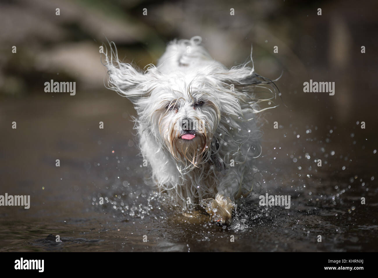 Small white Havanese running fast through the water Stock Photo - Alamy