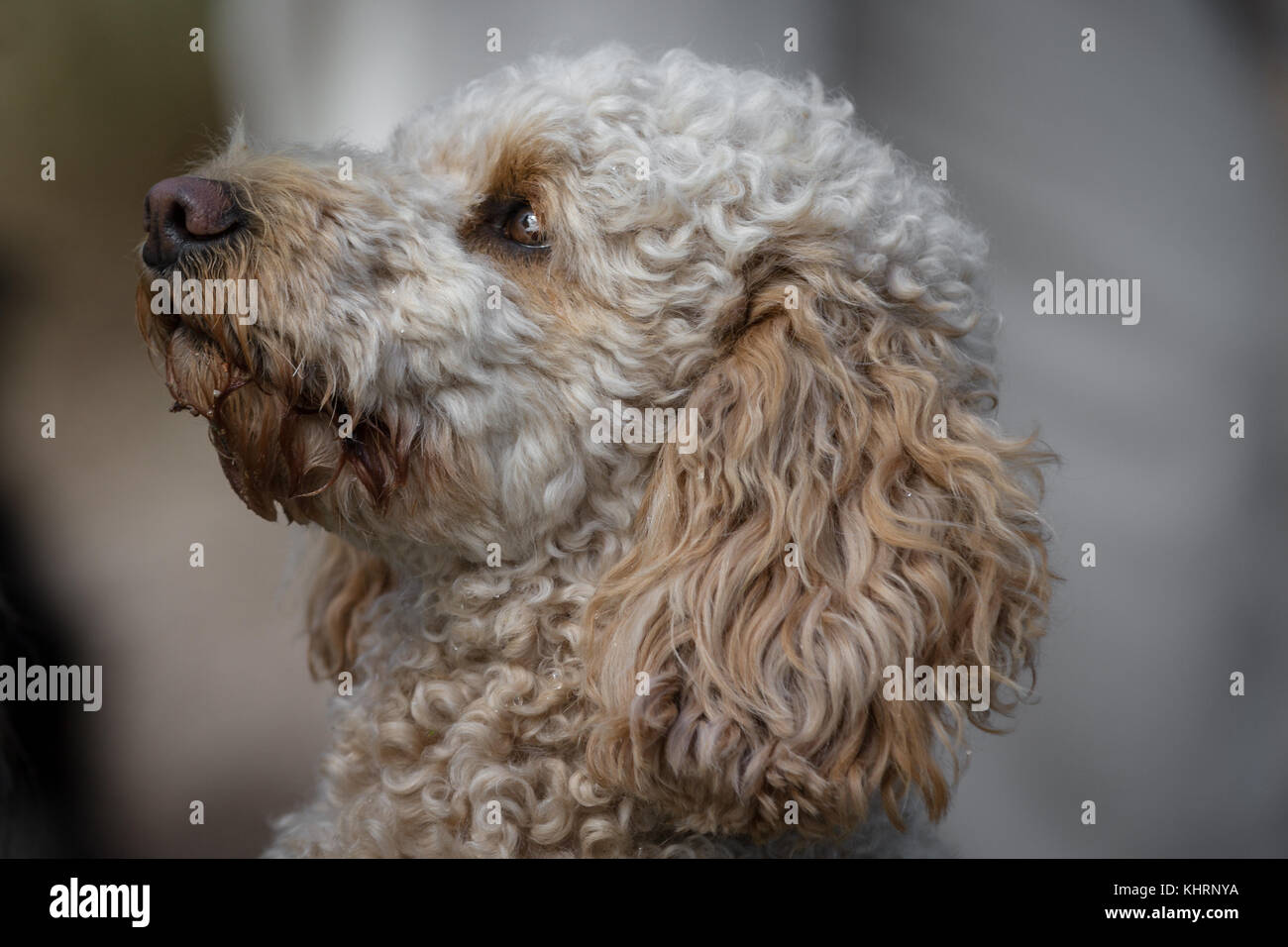 Standard Labradoodle Size